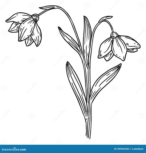 Lily Sketch Vector Illustration 5202140