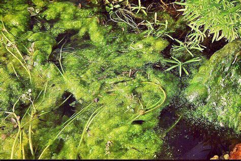 How To Avoid String Algae Fitzs Fish Ponds