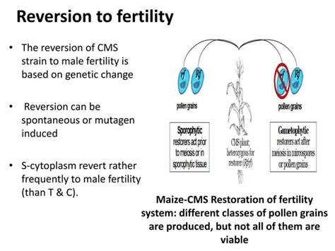 Hybrid Seed Production And Male Sterility In Maize