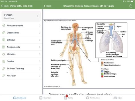 Chapter 6 Bones And Skeletal Tissue Flashcards Quizlet
