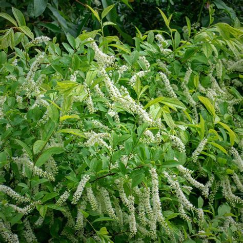 Sweetspire Virginia Itea Virginica Bowmans Hill Wildflower Preserve
