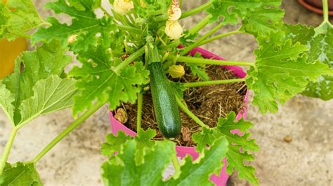 How To Grow Zucchini Plants On A Trellis 5 Vertical Growing Tips