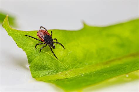 What Antibiotics Treat Tick Bites
