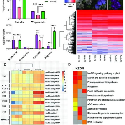 Transcriptome Analysis Of S Baicalensis Roots Stems Flowers And