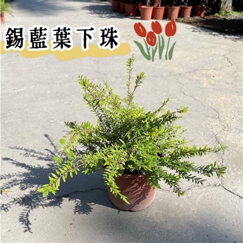 田尾玫瑰園 L 錫蘭葉下珠、錫蘭桃金娘【五吋盆 高度約20cm】羽狀排列葉片具有很高的觀賞價值 品種眾多歡迎詢問 蝦皮購物