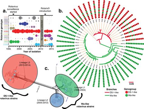 Rotavirus Strains Genetic Constellations And Phylogenetic Networks Of