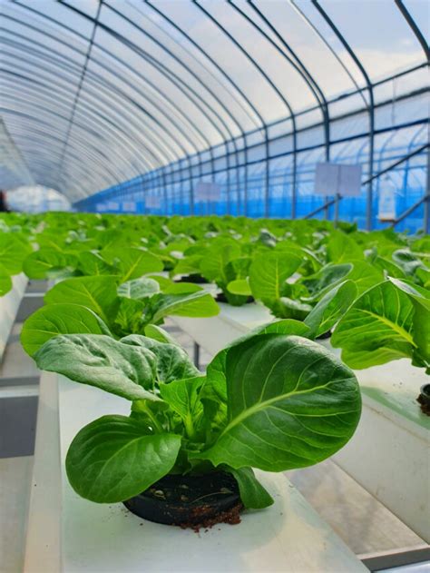 Advantages Of Commercial Hydroponic Farming Envirevo Agritech