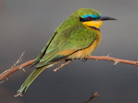 Green Bee Eater