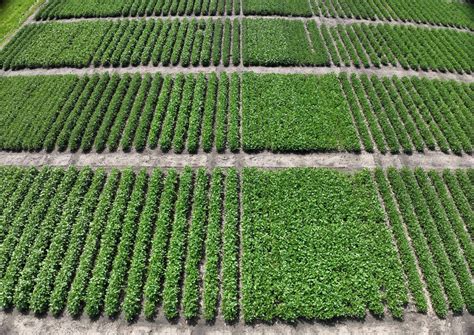 Combined Study Of Soybean Row Spacing And Seeding Rate Golden Harvest