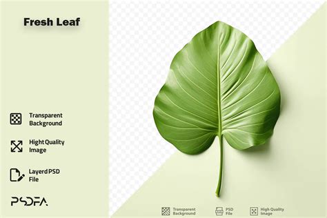 Png برگ پهن گل کد محصول 147359