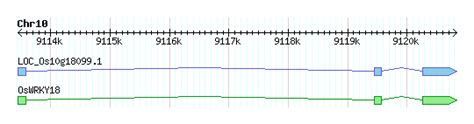Rice Genome Annotation Project Rice Genome Annotation Project
