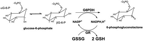 Glucose 6 Phosphate Dehydrogenase Cycle Download Scientific Diagram