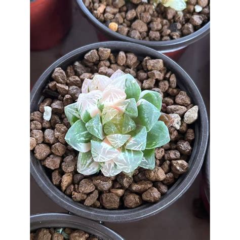 Succulent Haworthia Red Tower Variegata🌵红楼锦🌵h9017 ️imported Live