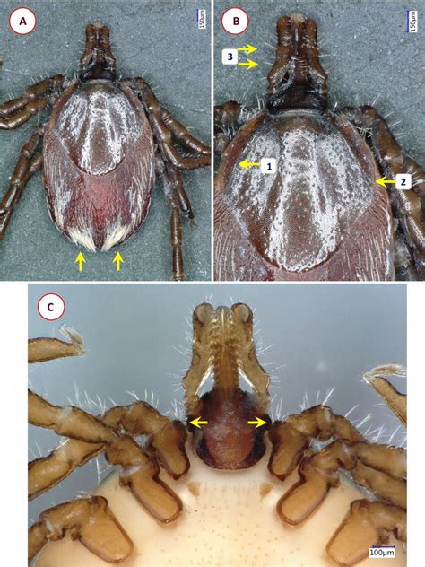Key Morphological Characters Of Ixodes Pilosus Group Sp Ii Female A