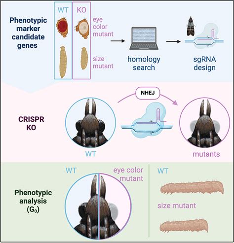 Investigating Chromosome Structure And Function During Development 2024 Nichd Annual Report