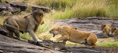 Kampf in Der Familie Von Löwen Chiang Mai Kenia Tanzania Masai Mara