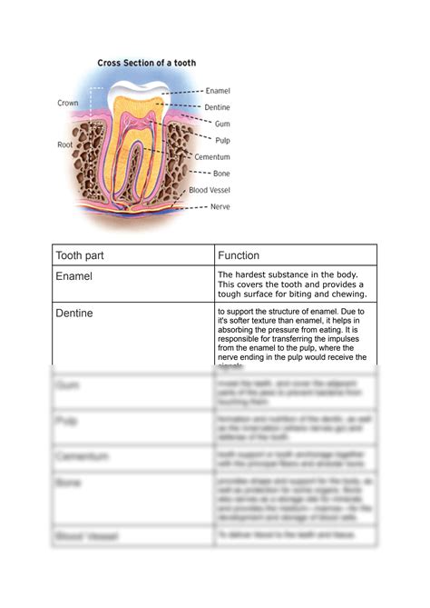 SOLUTION: Anatomy of teeth with detailed descriptions - Studypool
