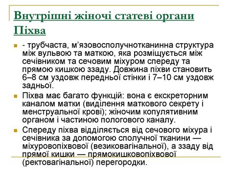 Анатомія жіночих статевих органів Online Presentation