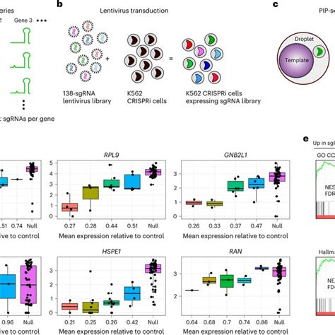 Microfluidics Free Single Cell Genomics With Templated Emulsification