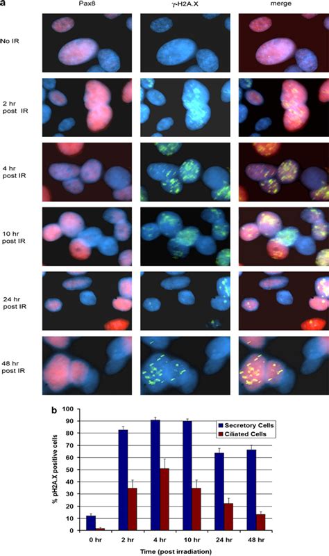 Differential Double Stranded Dna Dsdna Break Response In The