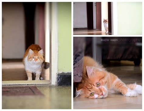 Да помогнем на бездомните животните в Видин Facebook