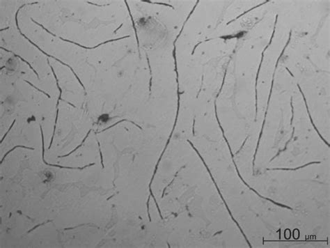 Microstructure Of Grey Cast Iron En Gjl 300 After Cast To Graphite