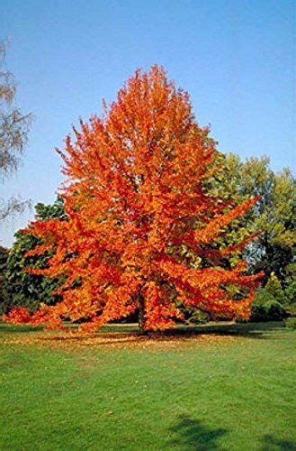 Nyssa Sylvatica Black Gum Zone 4 H 40 50 Trees To Plant Flowering