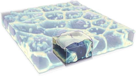 Hips Cell Structure Overview Allen Cell Explorer
