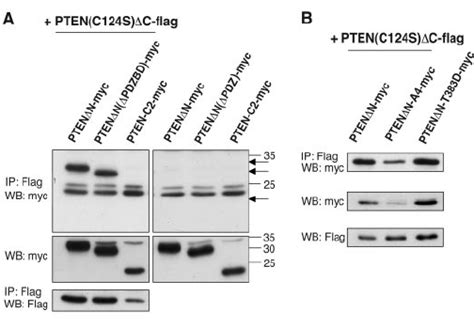 The C Terminal Tail Interacts With The N Terminal Catalytic Domain Of Download Scientific