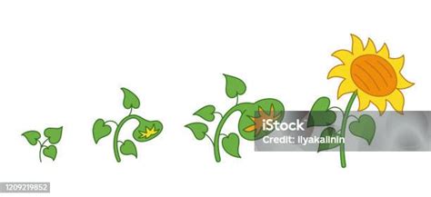 พืชดอกทานตะวัน ขั้นตอนการเจริญเติบโต ระยะเวลาสุก วงจรชีวิตของ Helianthus อินโฟกราฟิกเวกเตอร์เส้