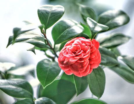 山茶花图片素材 山茶花设计素材 山茶花摄影作品 山茶花源文件下载 山茶花图片素材下载 山茶花背景素材 山茶花模板下载 搜索中心
