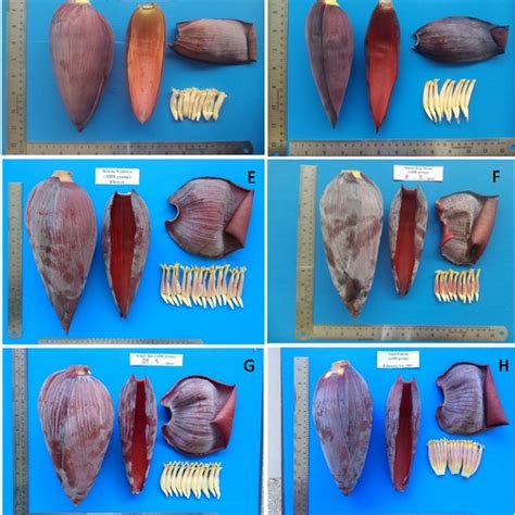 Important Characters 1 Of Diploid Triploid And Tetraploid Bananas Male