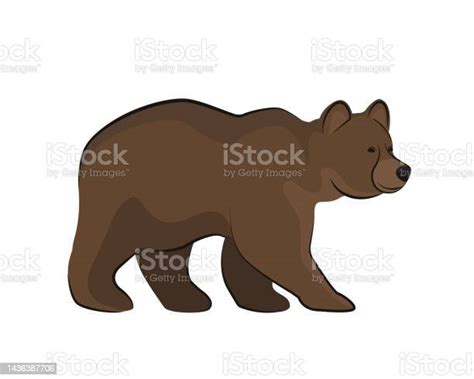 야생 갈색 회색 곰 흰색 배경에 격리된 벡터 플랫 일러스트 레이 션 회색곰에 대한 스톡 벡터 아트 및 기타 이미지 회색곰