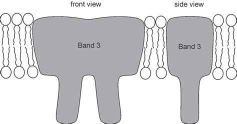 Nematic Type Orientational Ordering Within The Membranes Of Red Blood