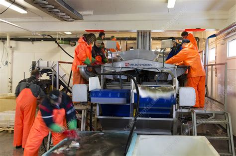 Cod Processing Factory Stock Image C054 6600 Science Photo Library