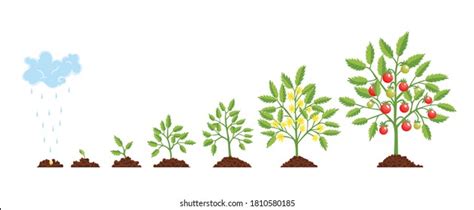 Chickpea Plant Growth Stages Infographic Elements 库存矢量图（免版税）1336964711