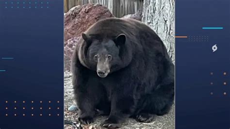 Serial Home Break In Bear Hank The Tank Captured In California