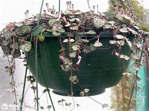 7 Popular Hanging Succulent Plants World Of Succulents