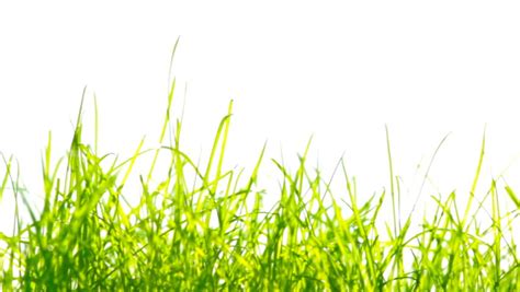 Grass Stock Footage Video 100 Royalty Free 3861134 Shutterstock