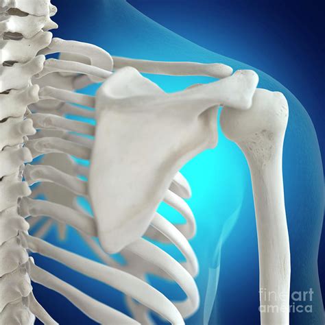 Illustration Of The Shoulder Bones Photograph By Sebastian Kaulitzki