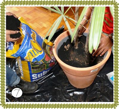 Como Plantar Em Vasos Blog De Decora O Fa A Voc Mesmo Casa De Firulas