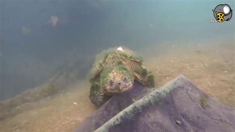 برخورد با یک لاک پشت اسنپر پیر فیلو