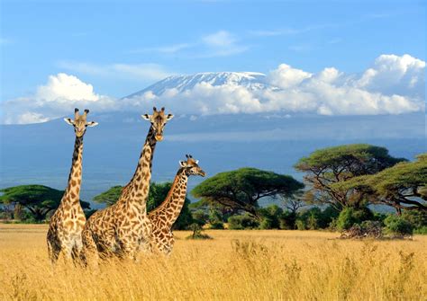 Kenya Travel Guide Cnn Travel