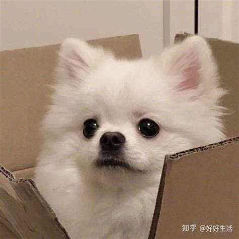 “比熊”和“博美”哪个好？过来人告诉你，差别大了 知乎