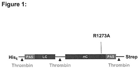 Novel Recombinant Botulinum Neurotoxins With Increased Duration Of Effect Eureka Patsnap