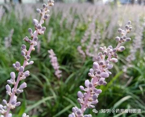 麦冬山麦冬沿阶草的形态特征区别 知乎