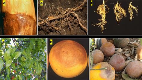 Phytophthora Spp Archives Firstfruits