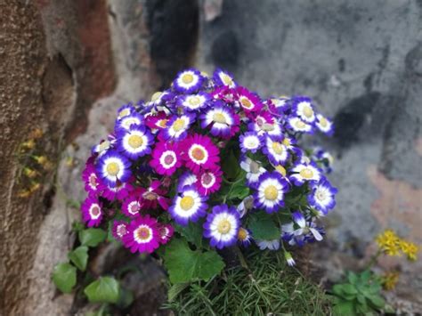 Xiaomi Redmi Note Pro Camera Samples