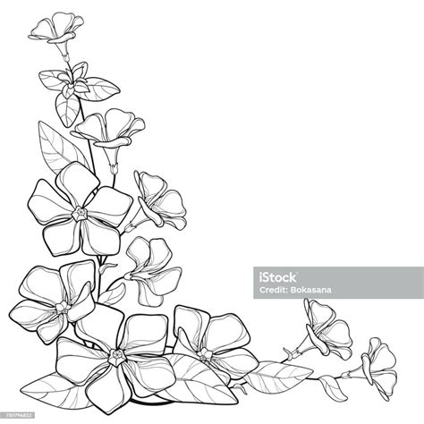 개요 Periwinkle 또는 Vinca 꽃 무리와 흰색 배경에 고립 된 블랙에 화려한 나뭇잎의 벡터 코너 부케 꽃 식물에 대한