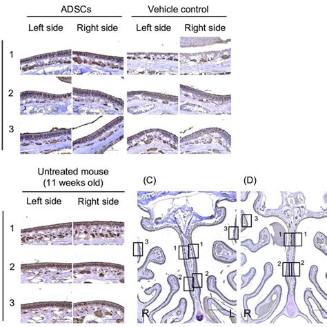 Immunohistochemical Analysis Of Olfactory Marker Protein In The Nasal Download Scientific